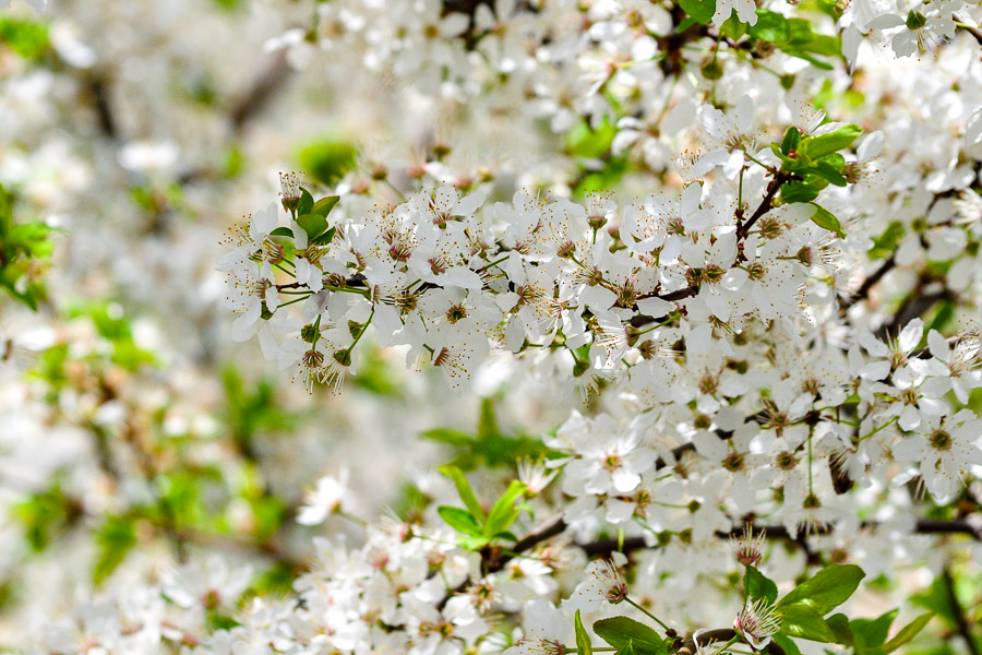 Corcodus - Povestiri în imagini