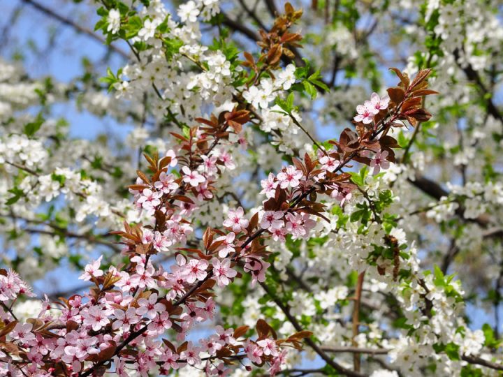 Corcodus - Povestiri în imagini