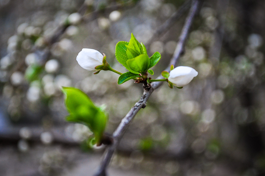 Corcodus - Povestiri în imagini
