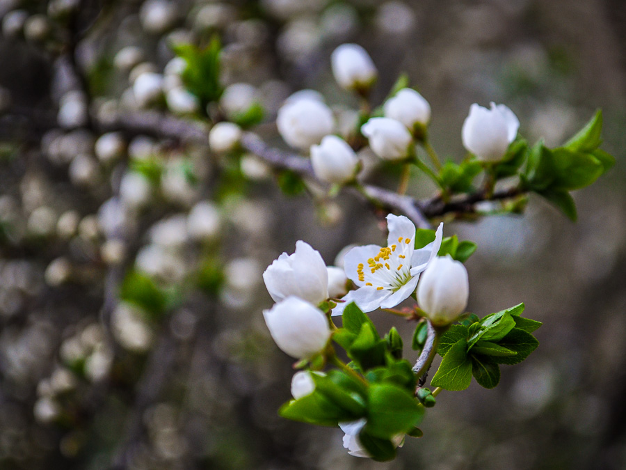 Corcodus - Povestiri în imagini