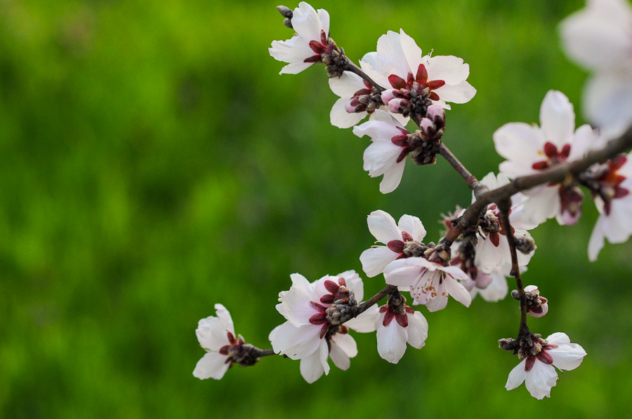 Corcodus - Povestiri în imagini