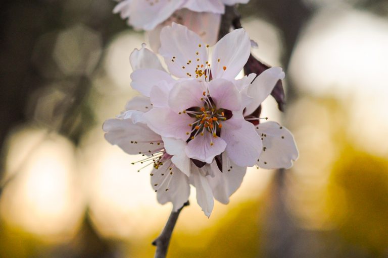 Corcodus - Povestiri în imagini